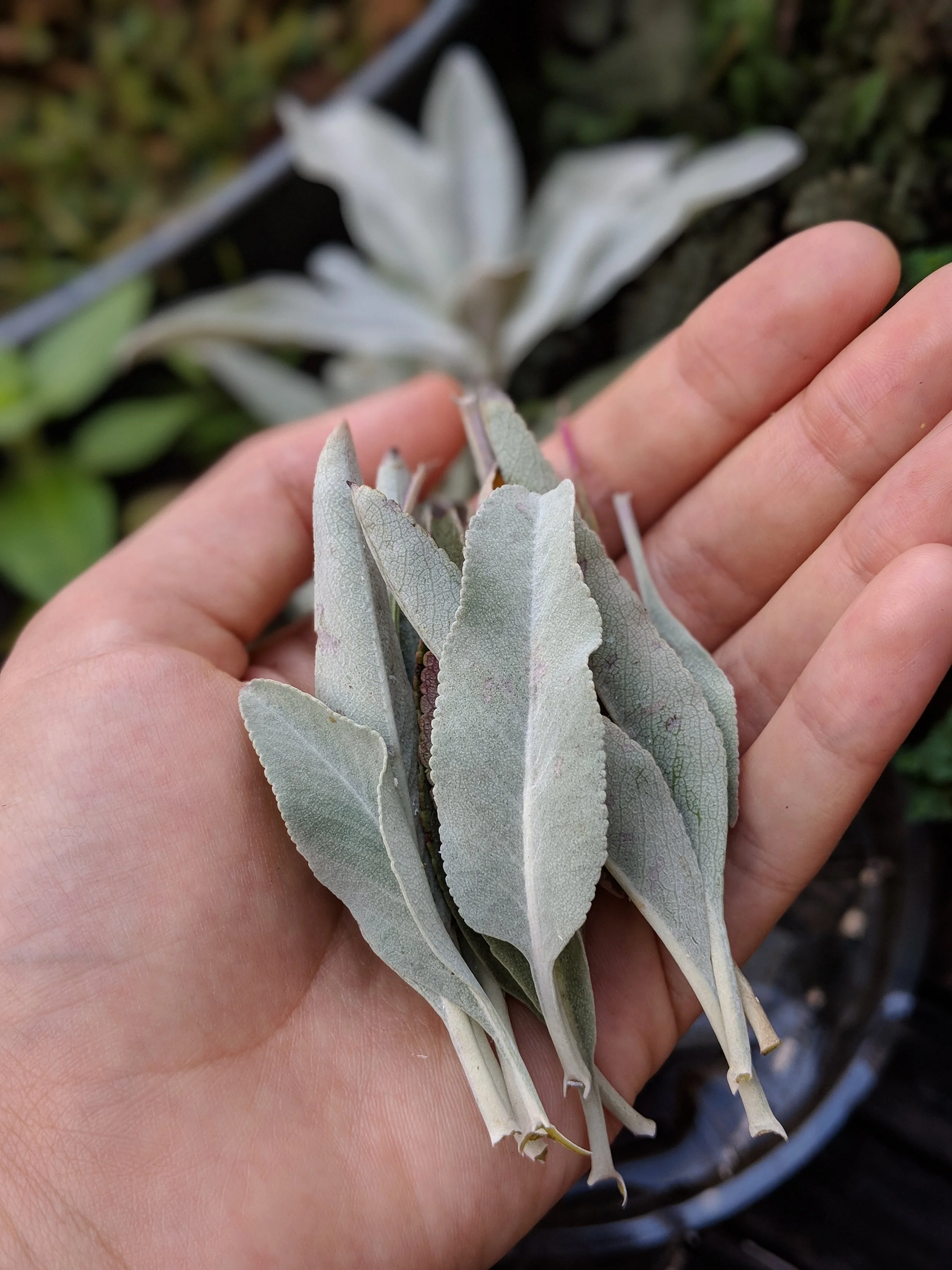 Shop Plant Potions — Rowan + Sage