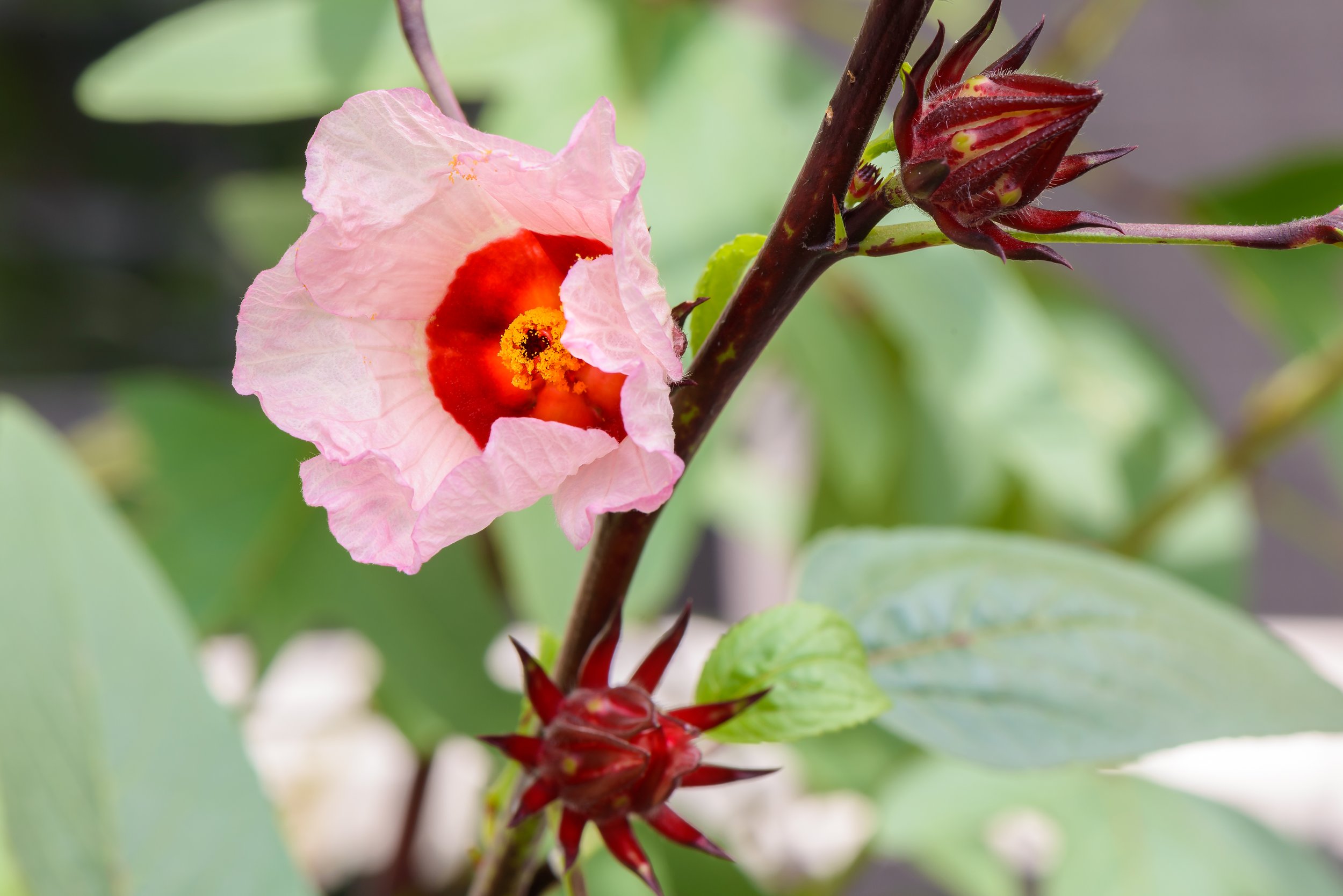 Herbaria — Rowan + Sage