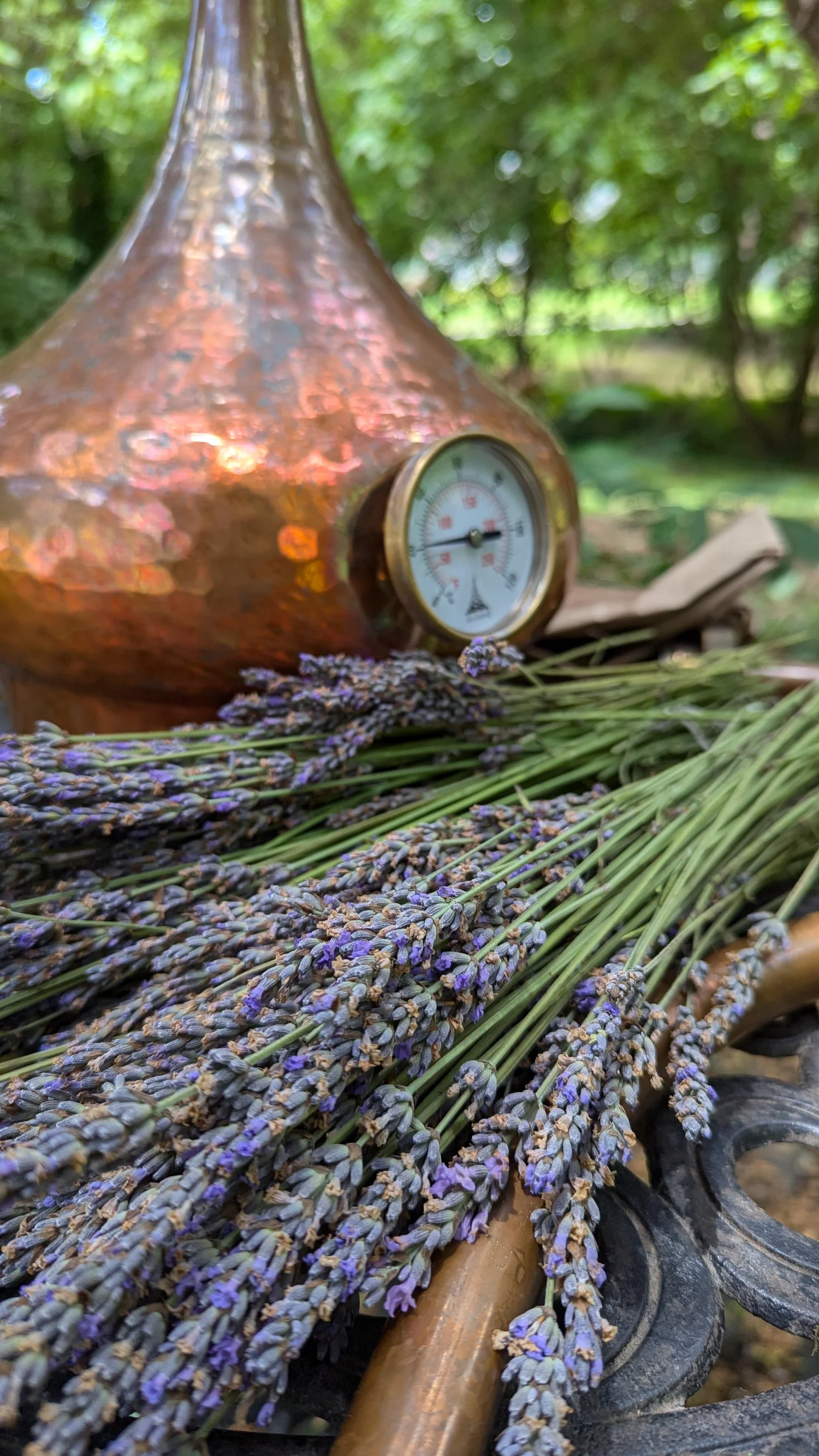 Shop Plant Potions — Rowan + Sage