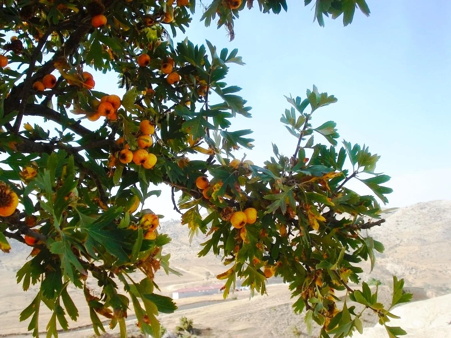 Hawthorn Wisdom as the Days Grow Colder (+ a soothing recipe for the ...