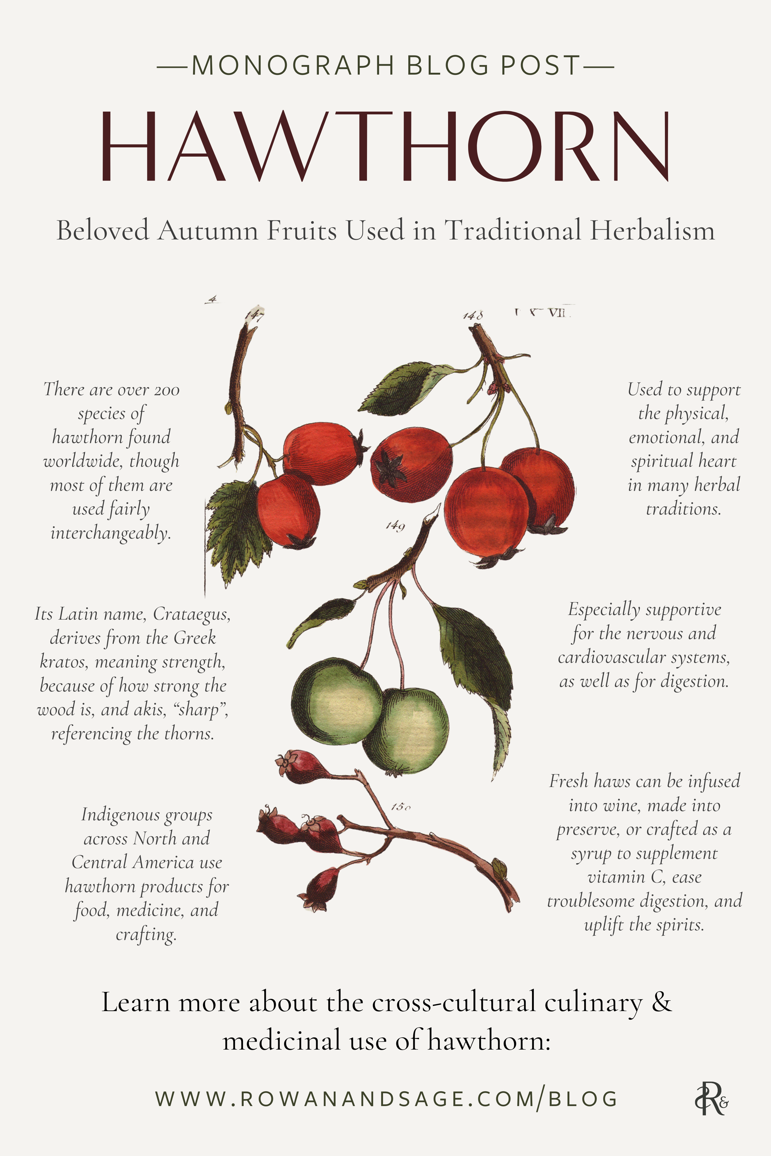 Hawthorn Wisdom as the Days Grow Colder (+ a soothing recipe for the ...