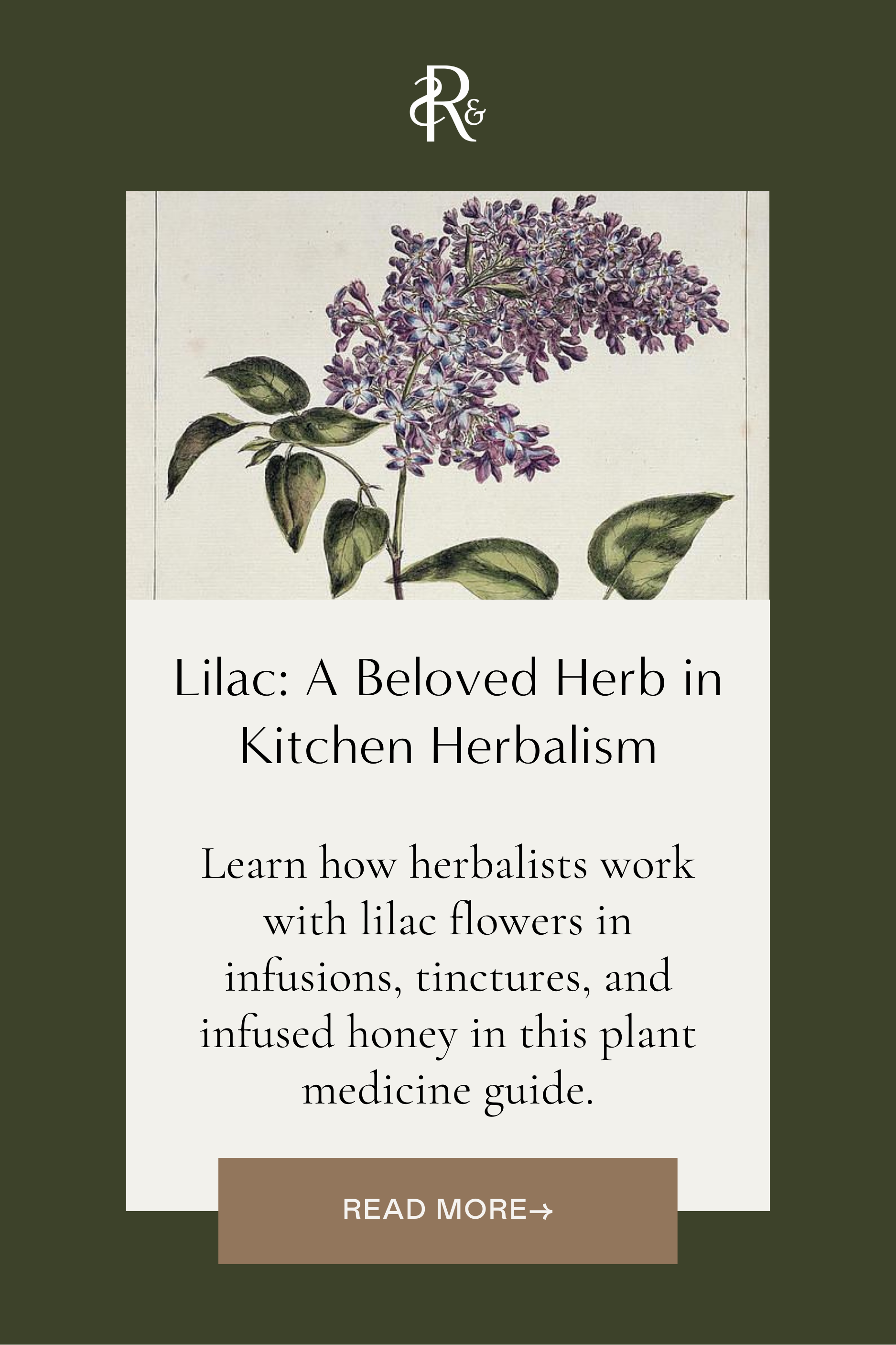 Lilac: An Herb of Spring — Rowan + Sage