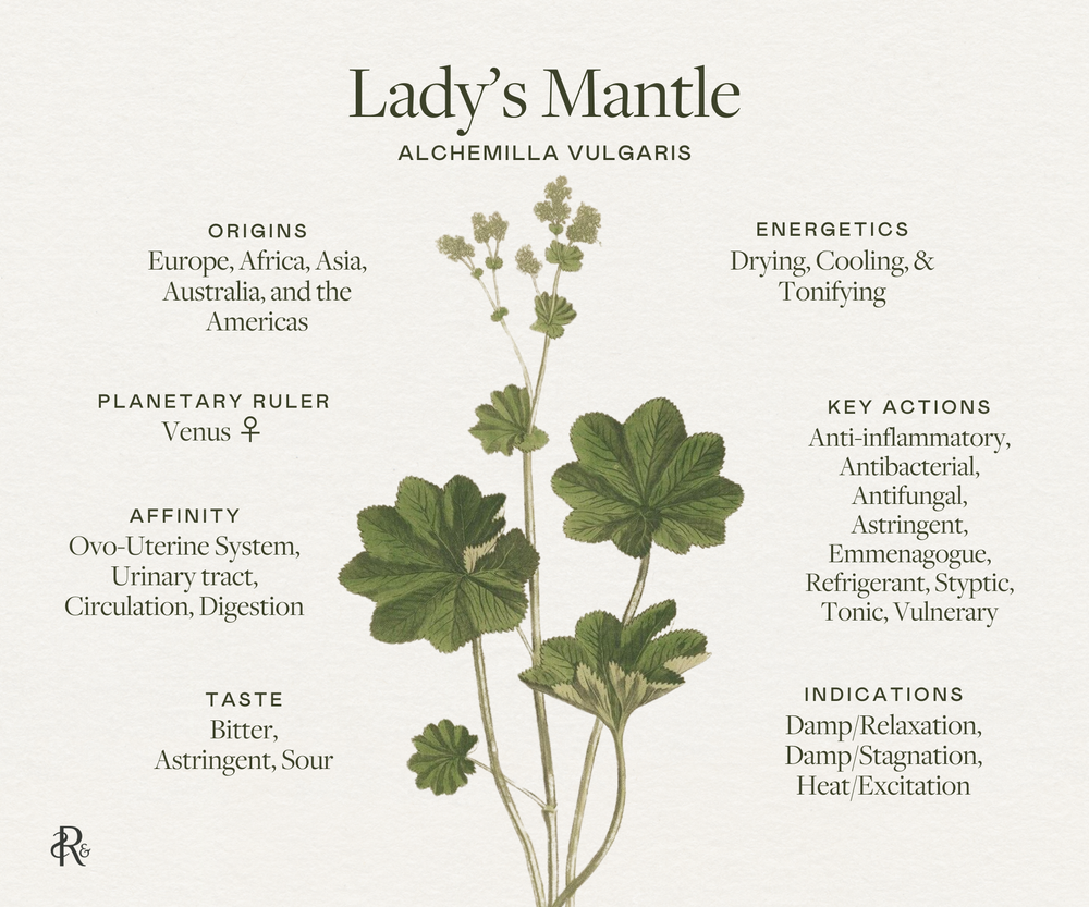 Lady’s Mantle: The Little Alchemist — Rowan + Sage