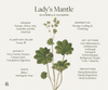 Lady’s Mantle: The Little Alchemist — Rowan + Sage