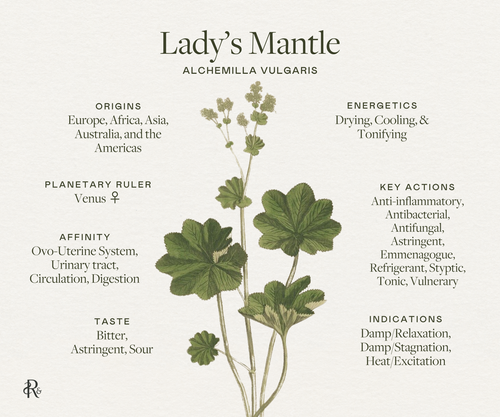 Lady’s Mantle: The Little Alchemist — Rowan + Sage