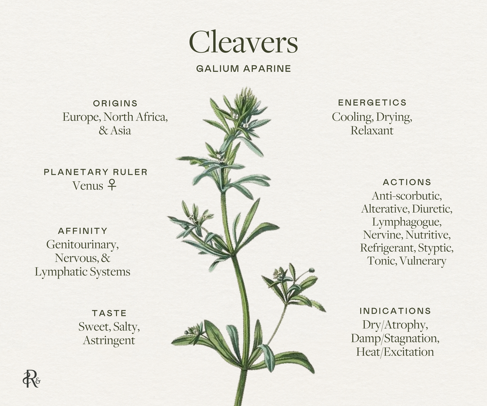 Cleavers: Soothing Spring Support — Rowan + Sage