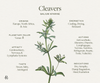 Cleavers: Soothing Spring Support — Rowan + Sage
