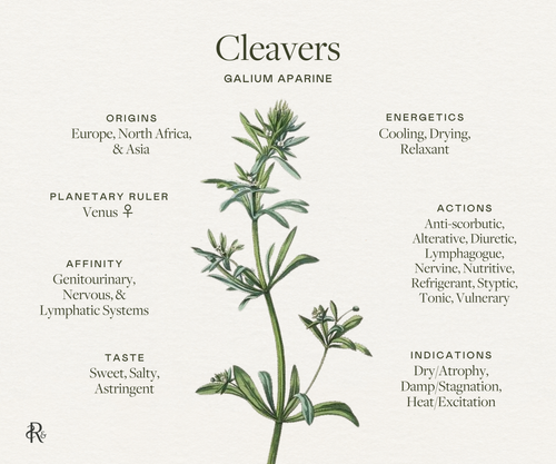 Cleavers: Soothing Spring Support — Rowan + Sage