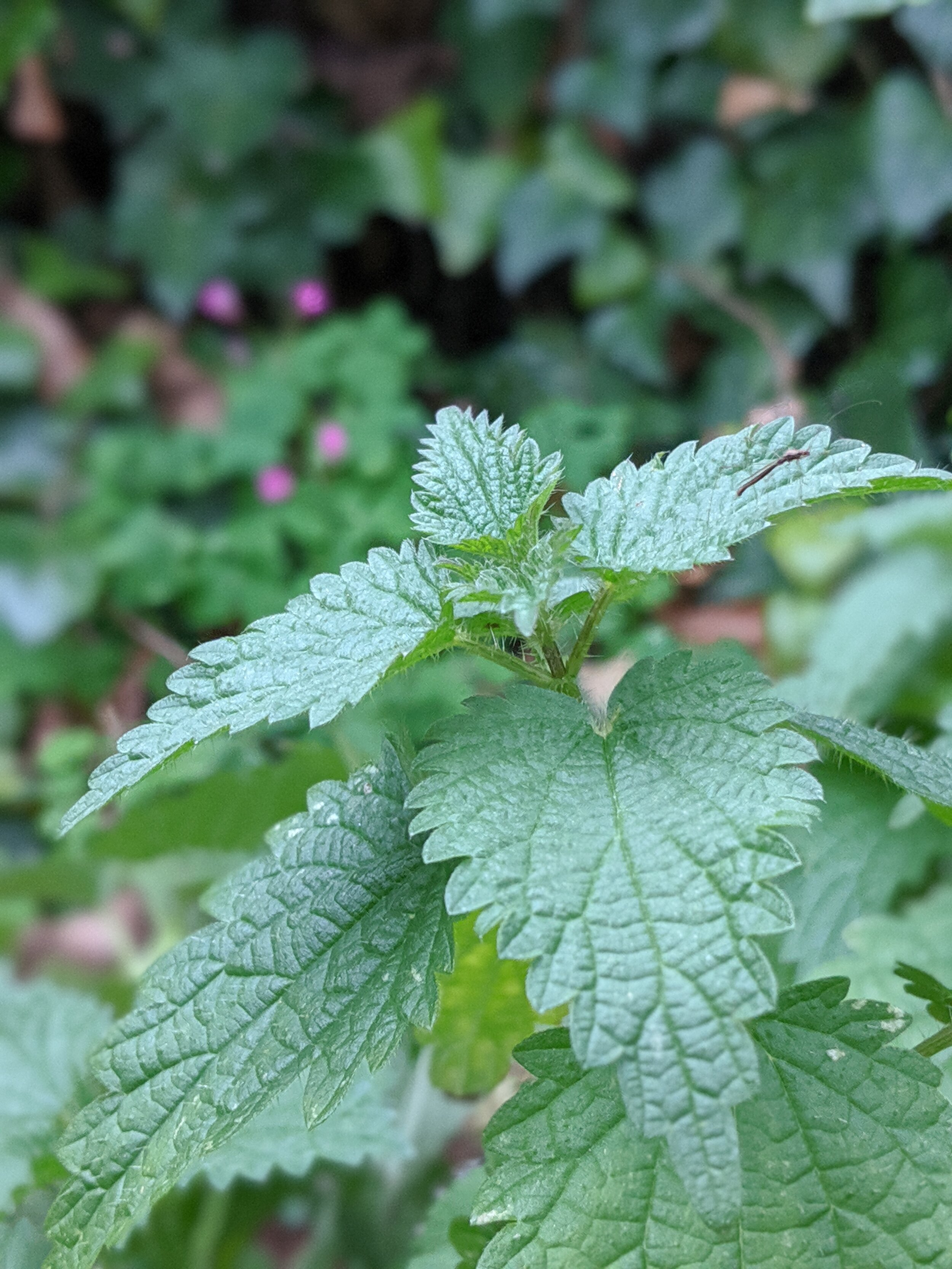 Nettles: An Herb for Aries Season — Rowan + Sage