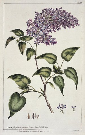 Lilac: An Herb of Spring — Rowan + Sage