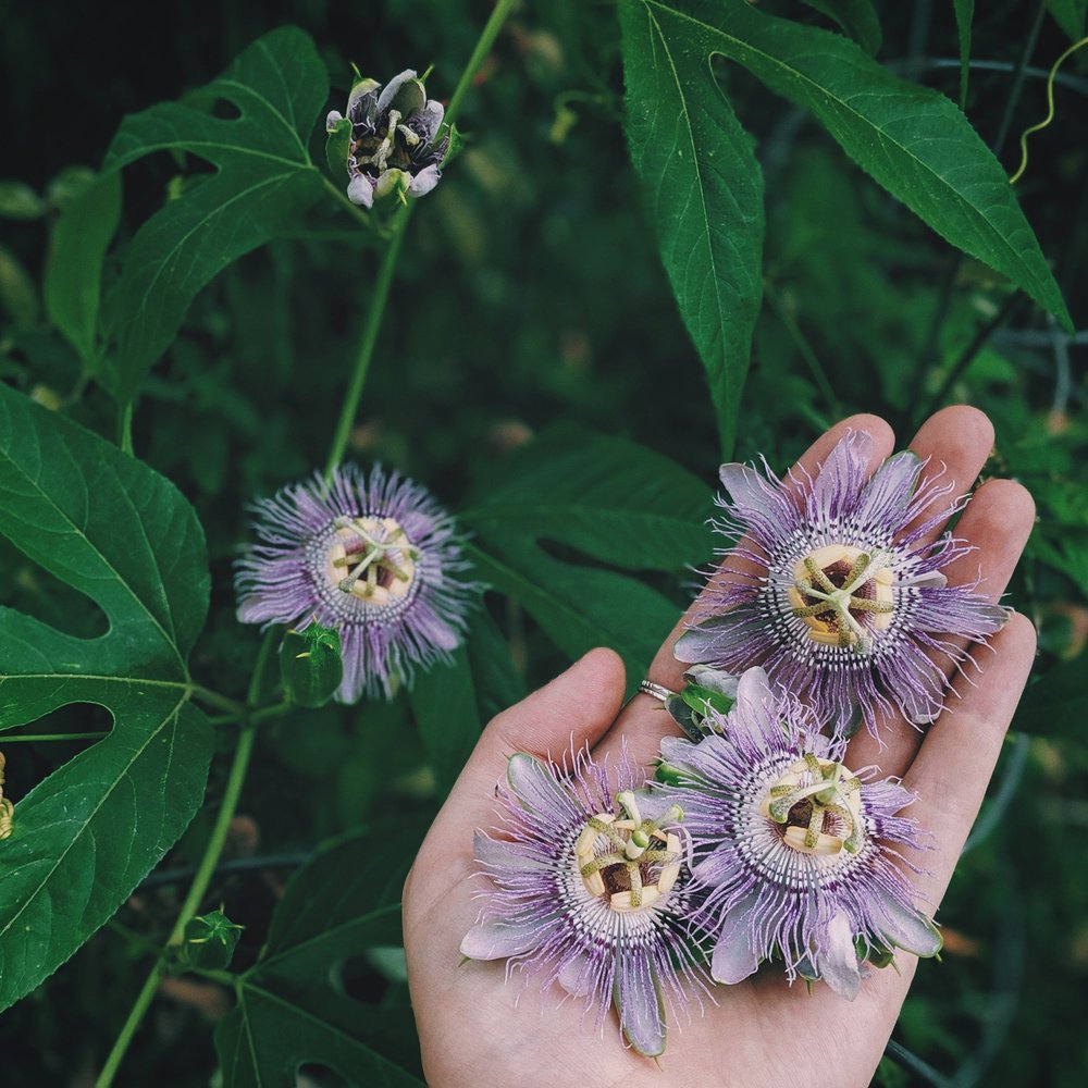 Shop Plant Potions — Rowan + Sage