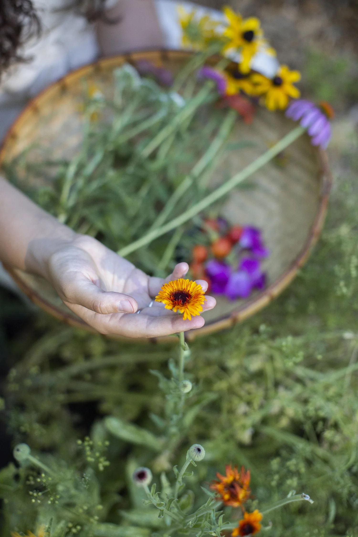 Learn — Rowan + Sage