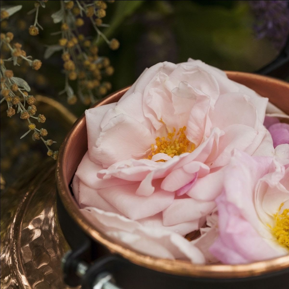 The Medicine of Rosewater — Rowan + Sage