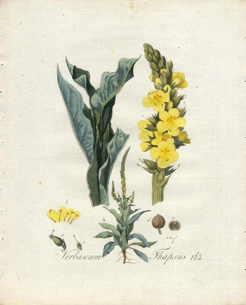 Mullein: Full Moon in Cancer + Capricorn Season Medicine — Rowan + Sage