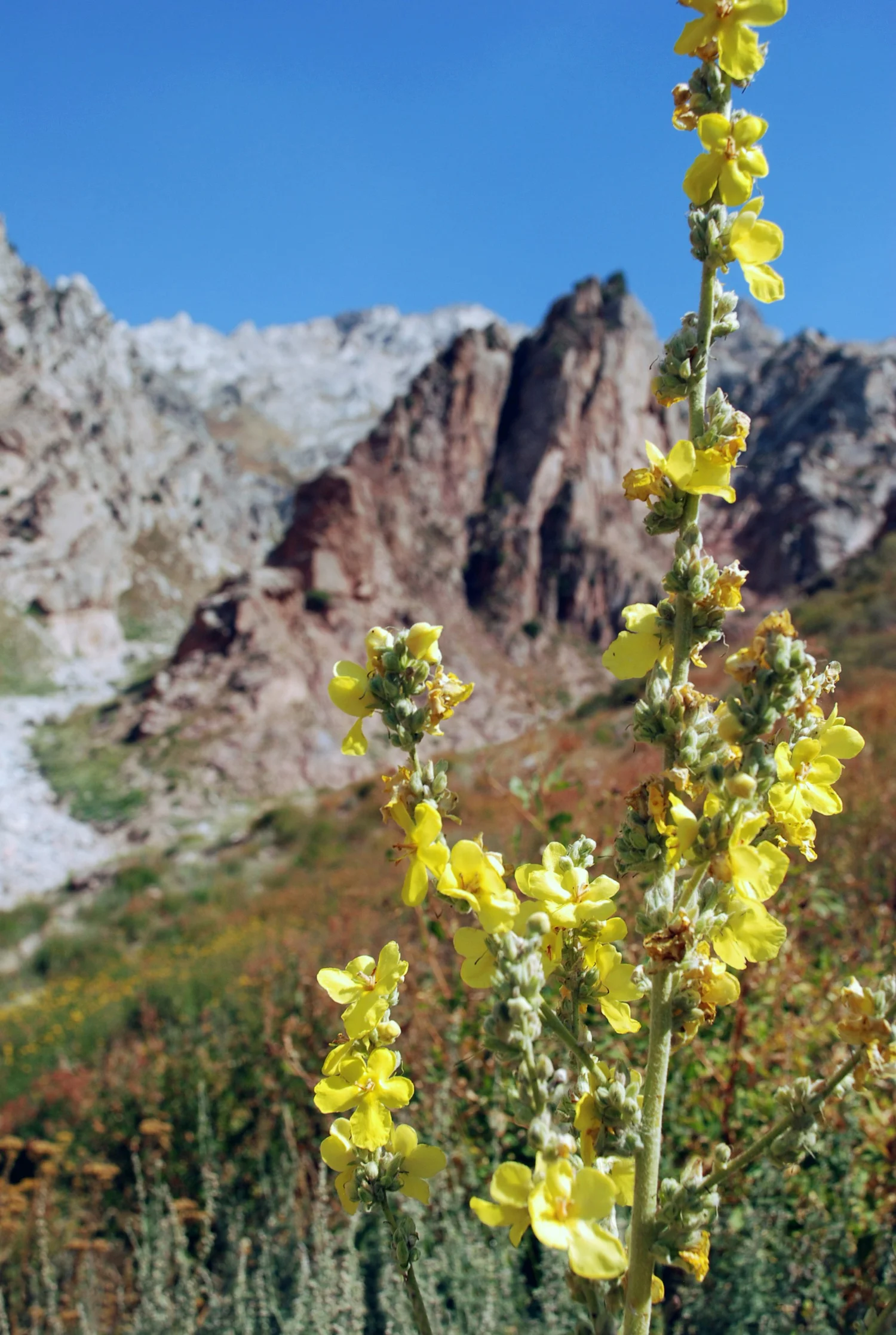 Mullein: Full Moon in Cancer + Capricorn Season Medicine — Rowan + Sage