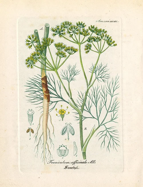 Fennel: An Herb for Virgo Season — Rowan + Sage