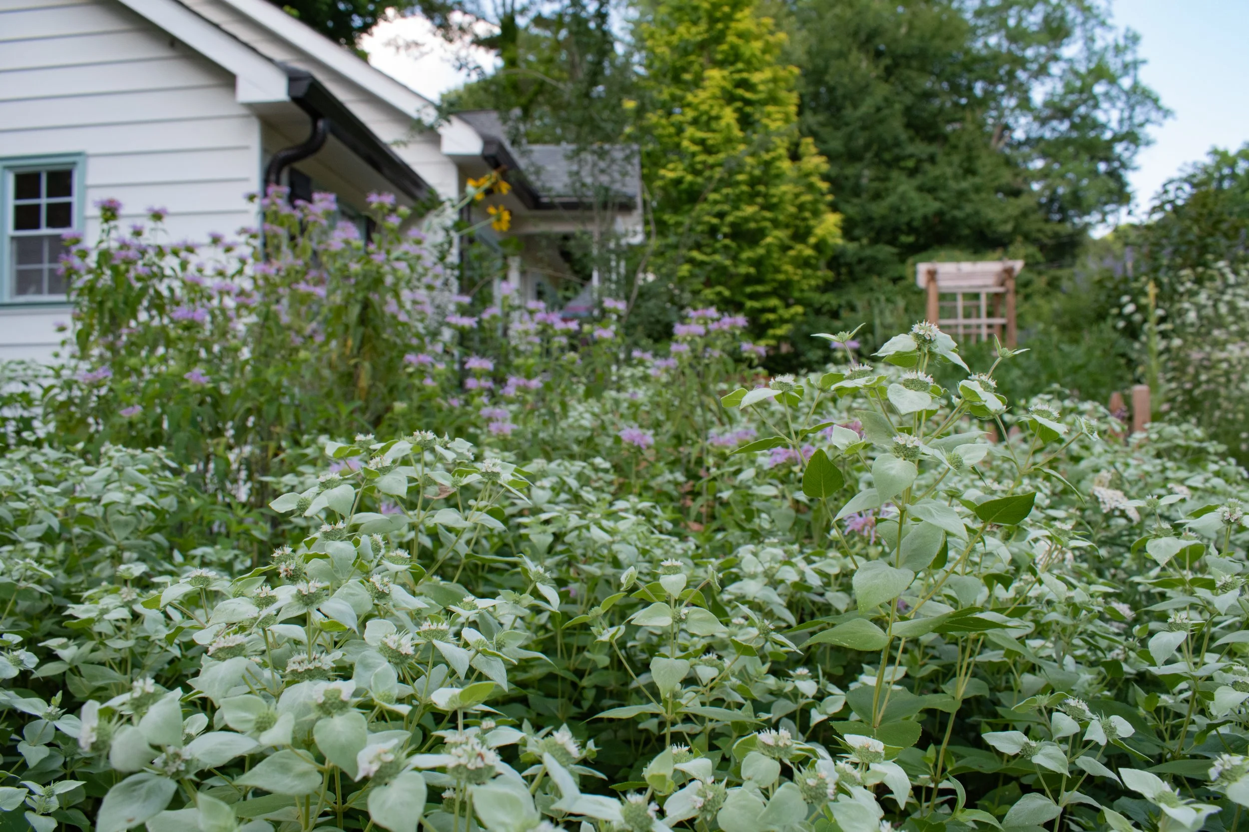 Growing an Apothecary Garden with Sarah of Rowan + Sage — Rowan + Sage