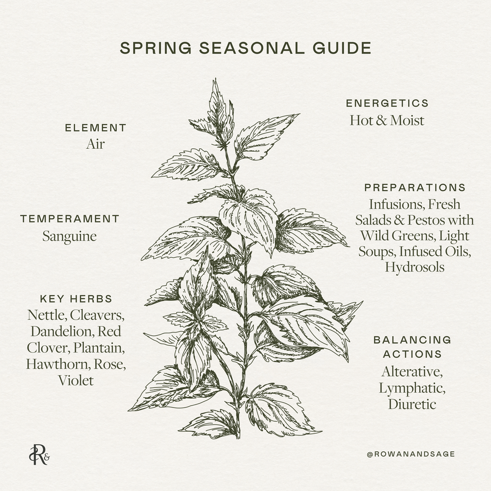 Medicinal Herbs and Flowers for Spring — Rowan + Sage