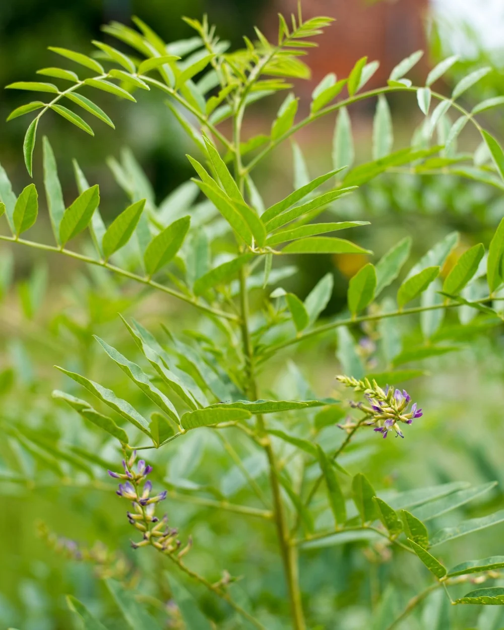 Sweet & Balancing Licorice Root — Rowan + Sage