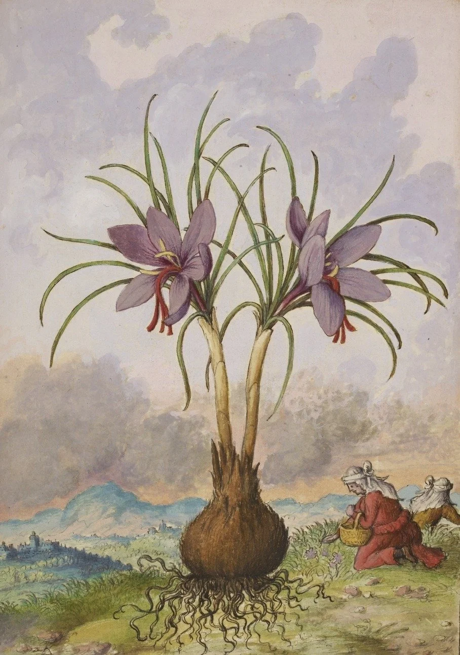 Exhilarating Saffron: An Herb of the Sun — Rowan + Sage
