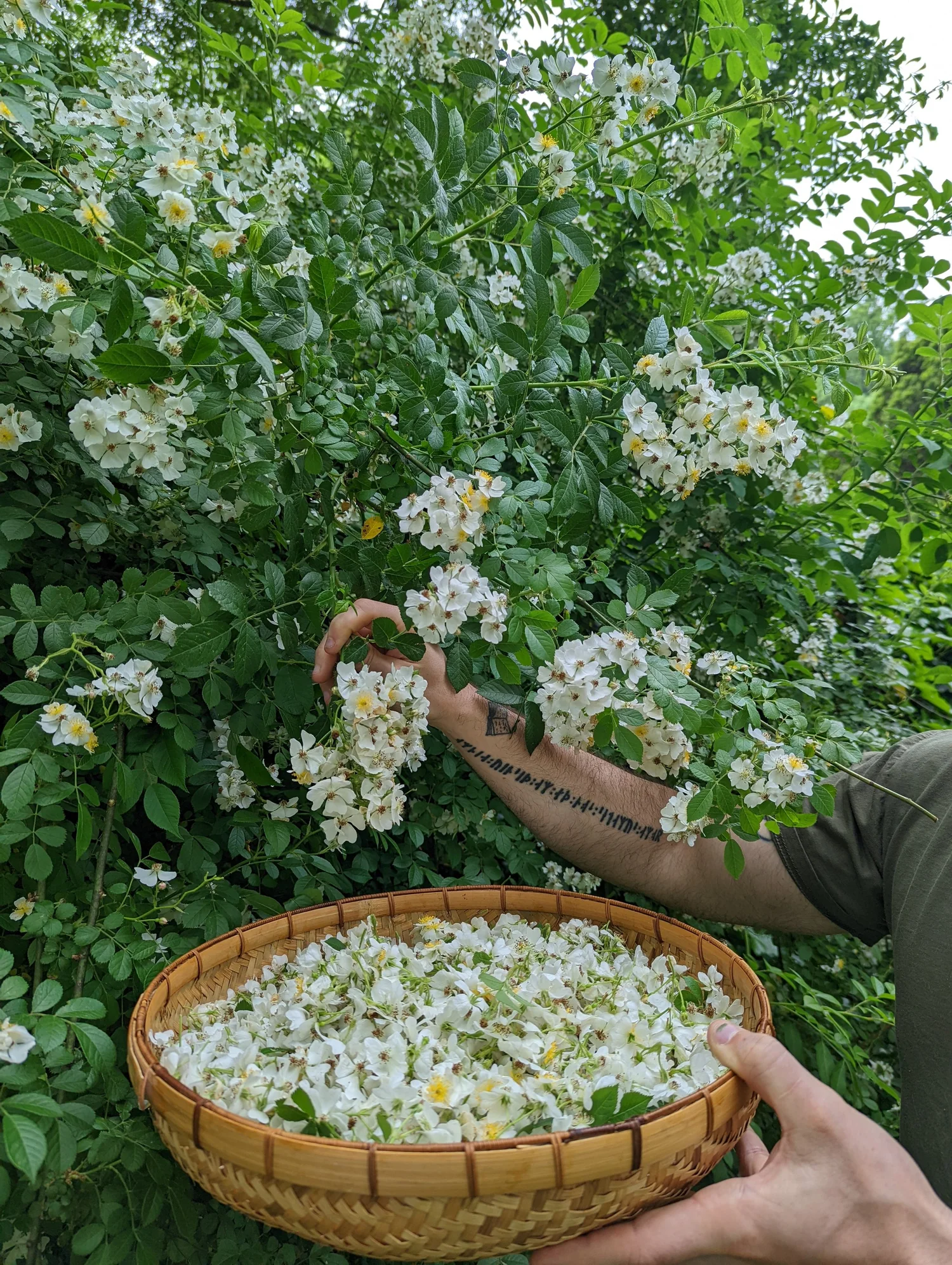 Borage Flower Essence — Rowan + Sage