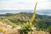 Mullein: Full Moon in Cancer + Capricorn Season Medicine — Rowan + Sage
