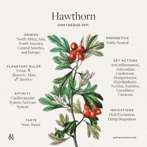 Hawthorn Wisdom as the Days Grow Colder (+ a soothing recipe for the ...