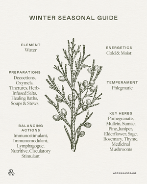 Winter Seasonal Guide (+ the medicine of Pine) — Rowan + Sage