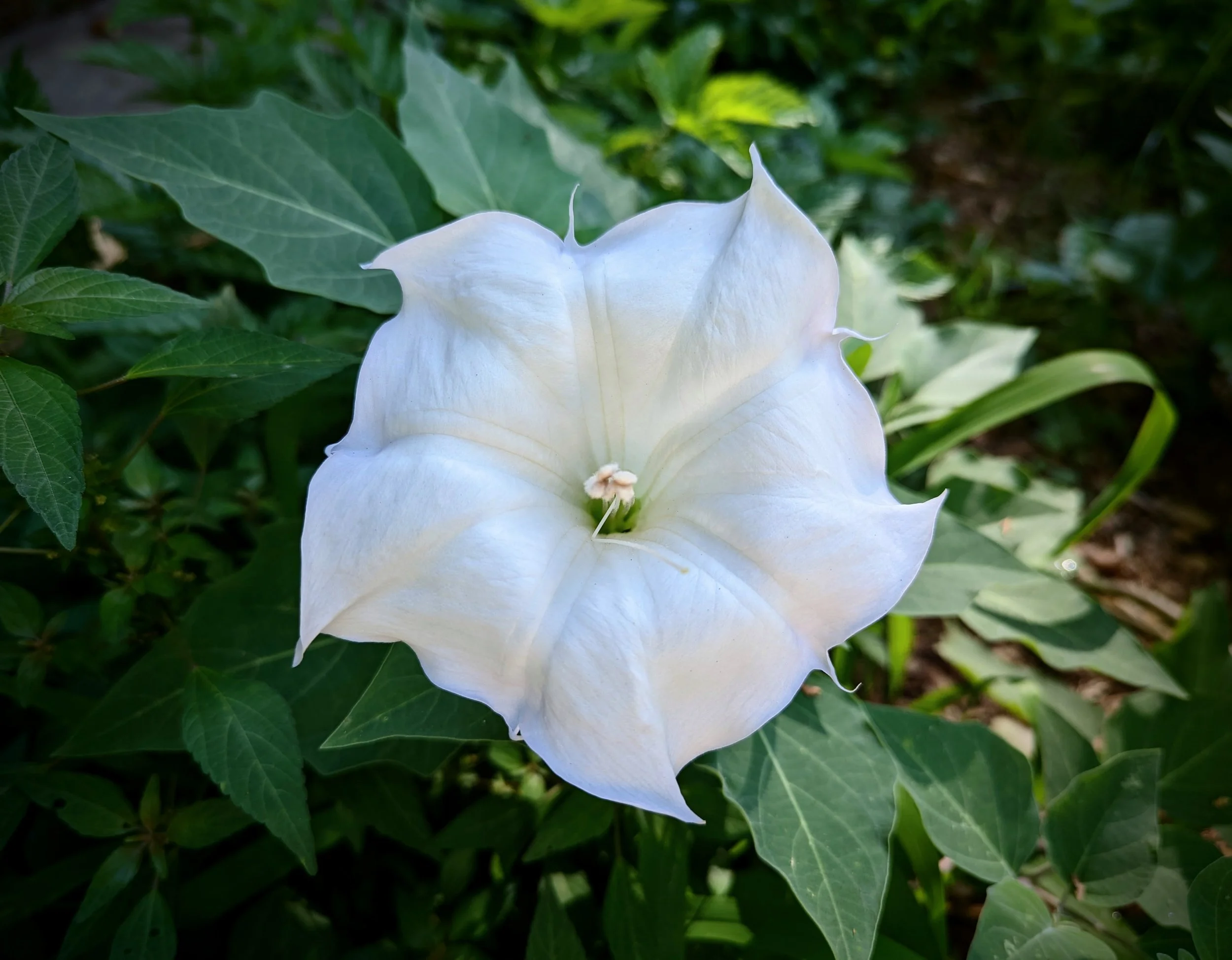 Jimson Weed Flower Essence