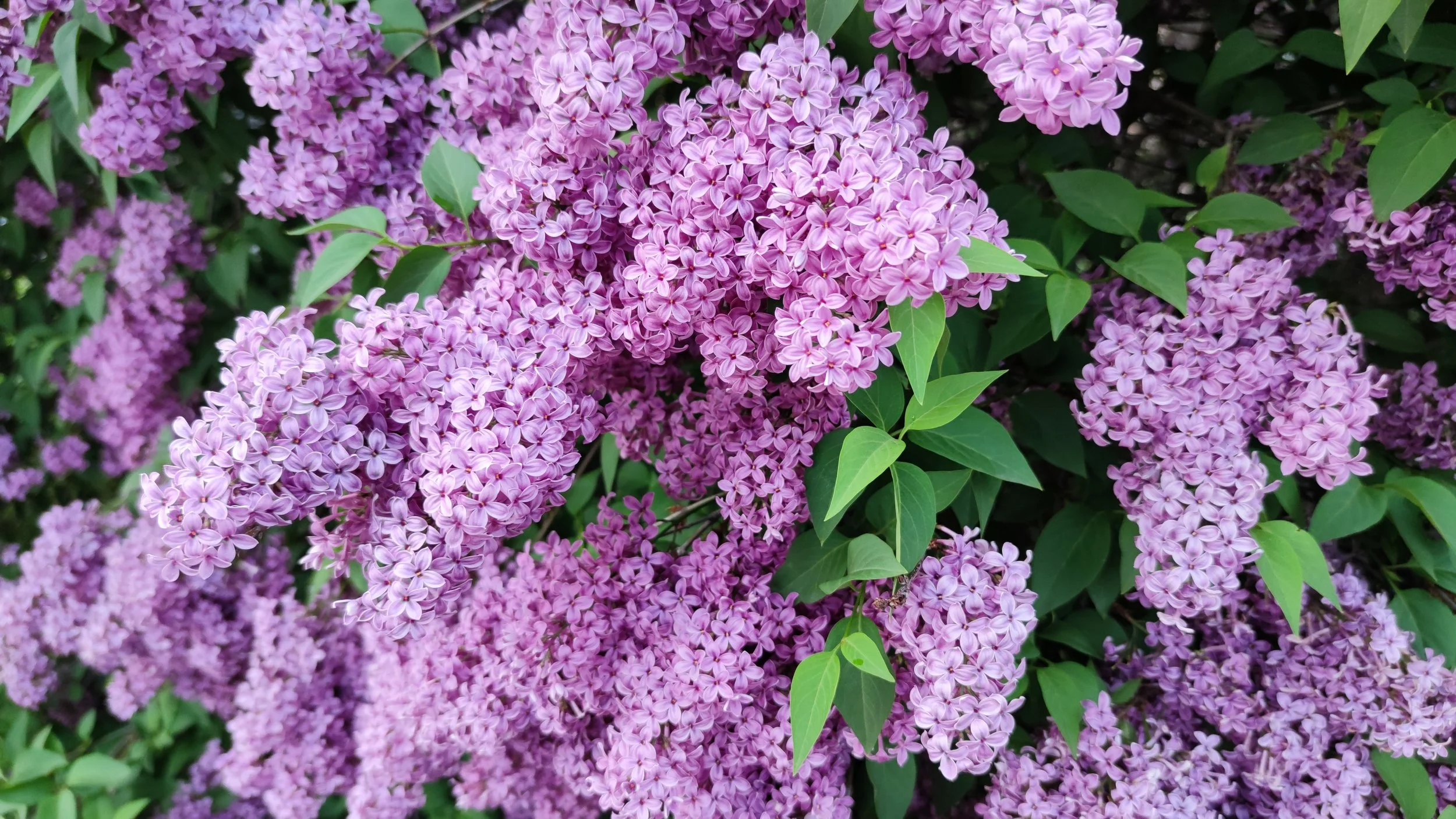 Lilac: An Herb of Spring — Rowan + Sage