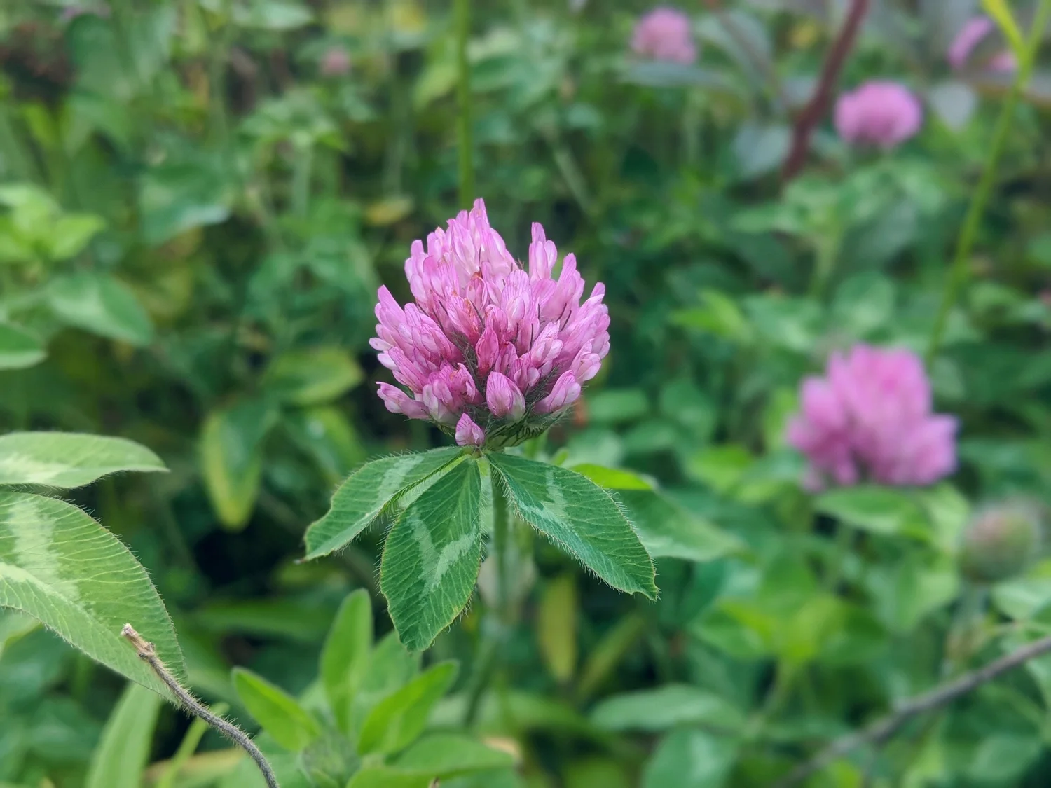 Red Clover: Venusian Flowers of Taurus Season — Rowan + Sage