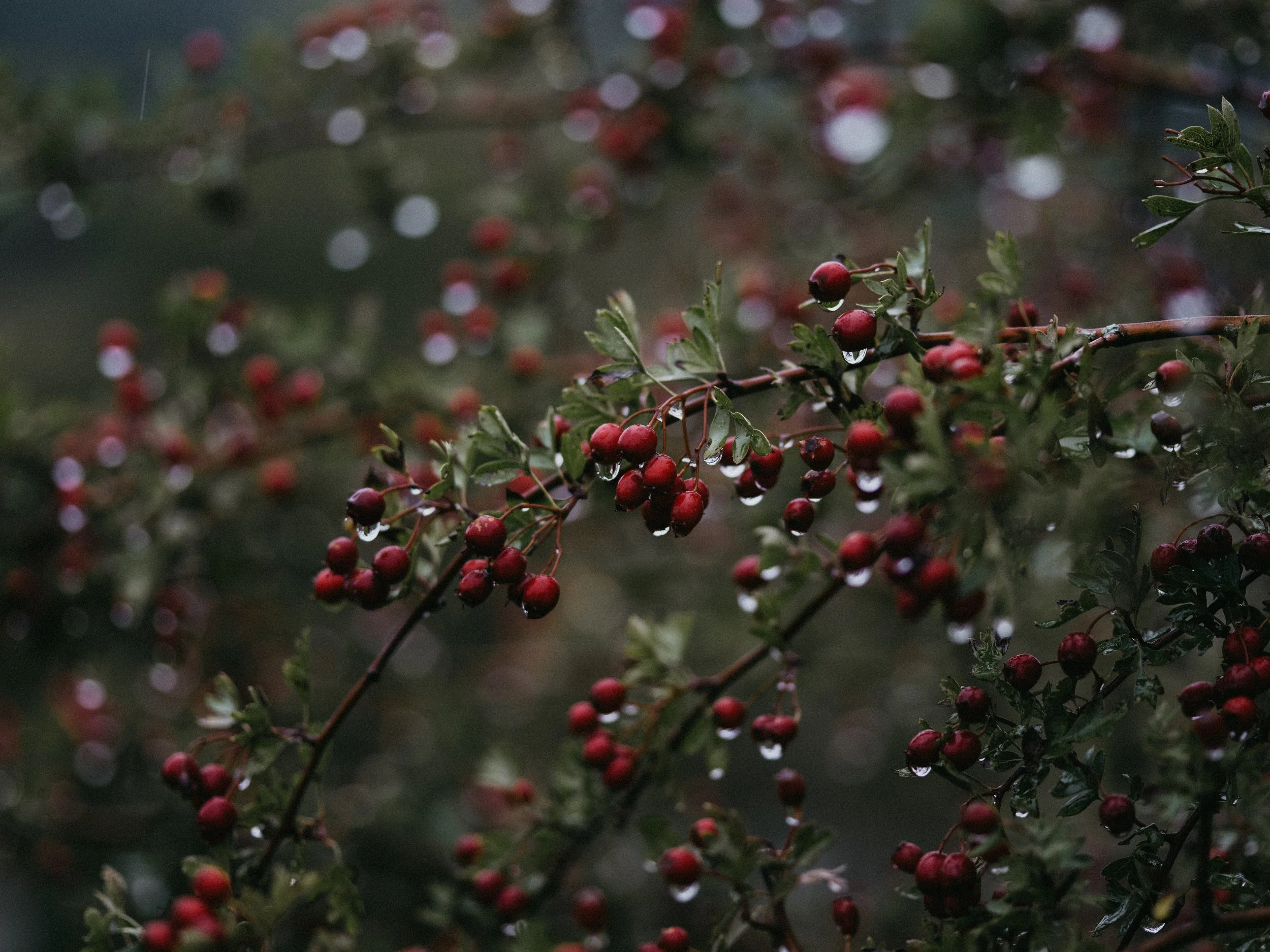 Hawthorn Wisdom as the Days Grow Colder (+ a soothing recipe for the ...