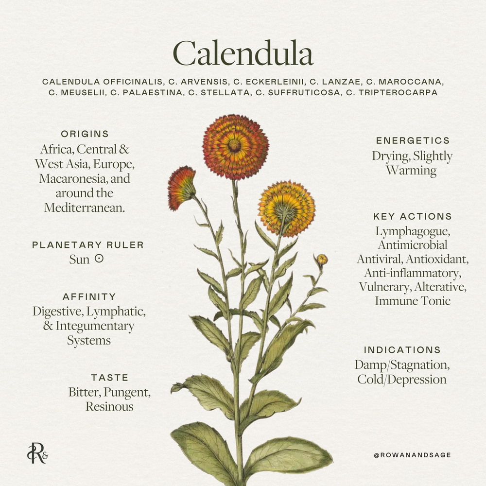 Calendula: Our Favorite Sunny Medicinal — Rowan + Sage