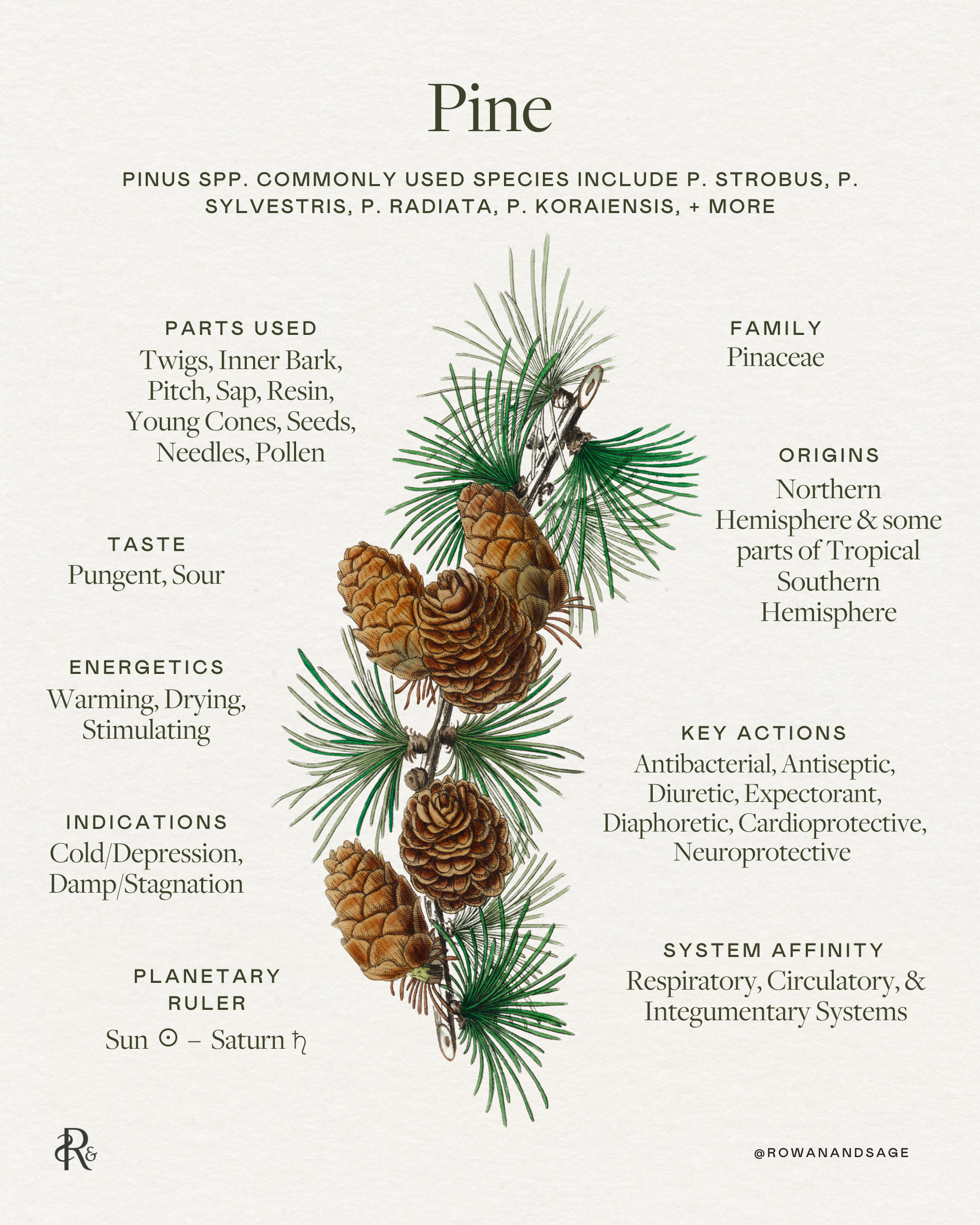 Winter Seasonal Guide (+ the medicine of Pine) — Rowan + Sage