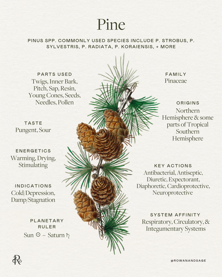 Winter Seasonal Guide (+ the medicine of Pine) — Rowan + Sage