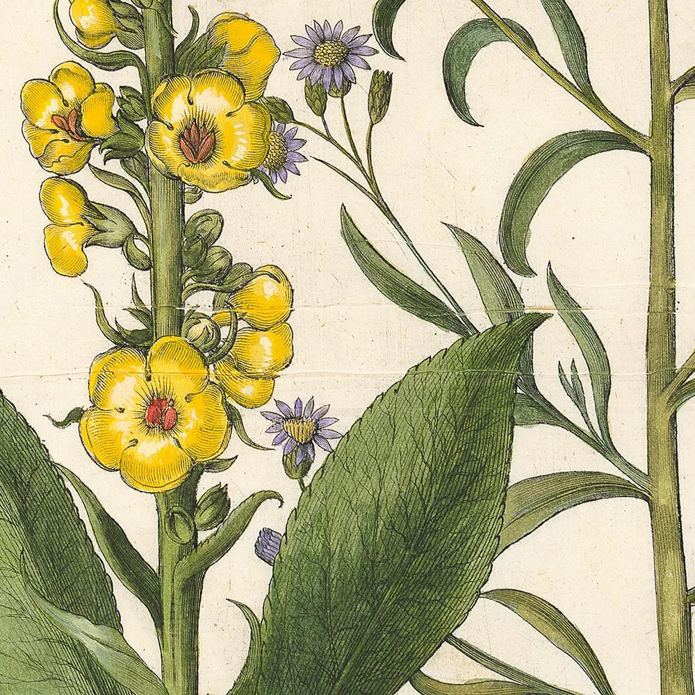 Mullein: Full Moon in Cancer + Capricorn Season Medicine — Rowan + Sage