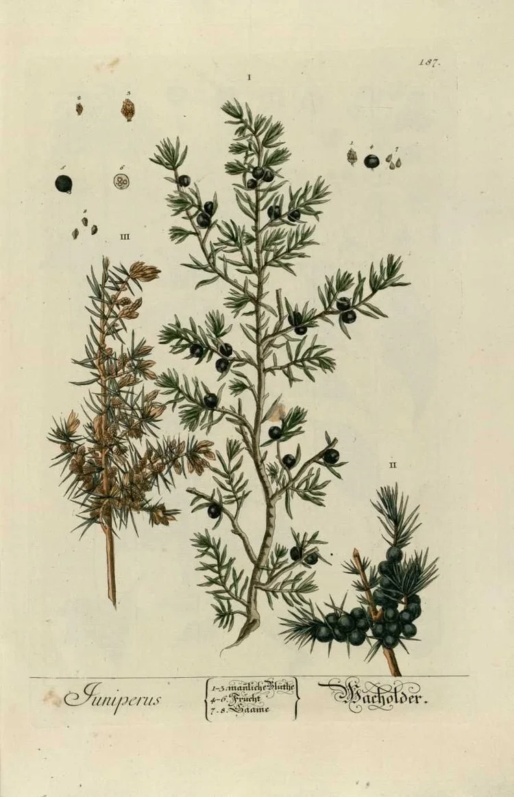 Juniper Medicine for Winter Solstice Season — Rowan + Sage