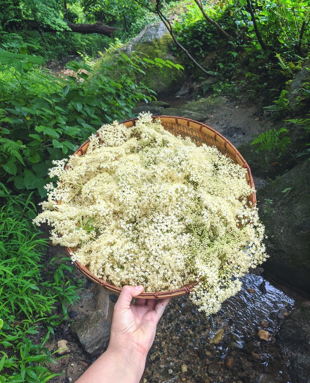 Shop Plant Potions — Rowan + Sage