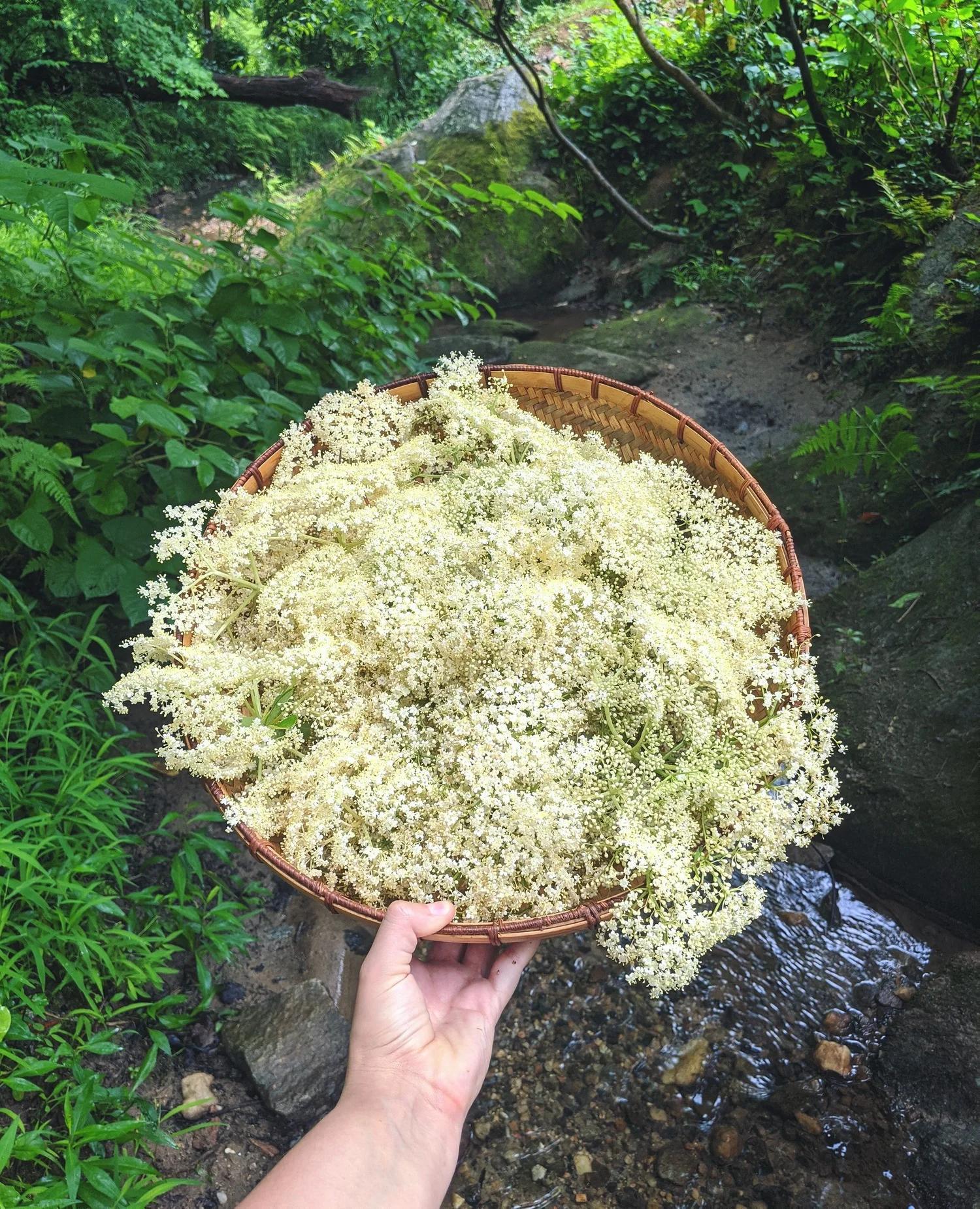 Shop Plant Potions — Rowan + Sage