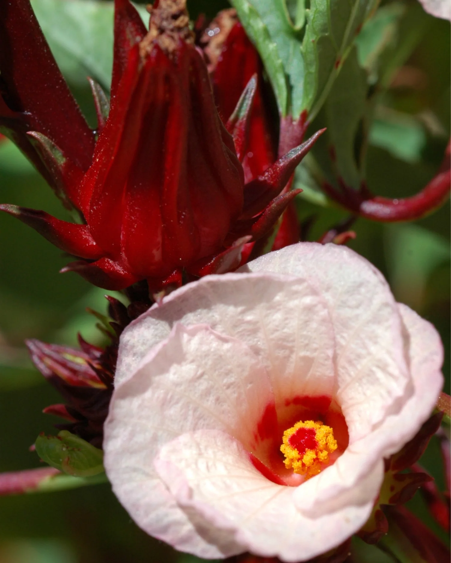 Learn — Rowan + Sage