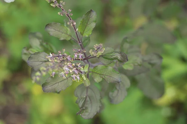 The Incomparable Holy Basil — Rowan + Sage