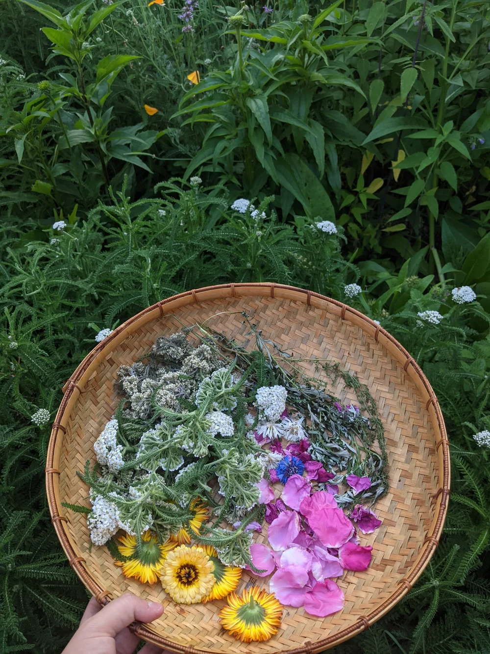 Shop Plant Potions — Rowan + Sage