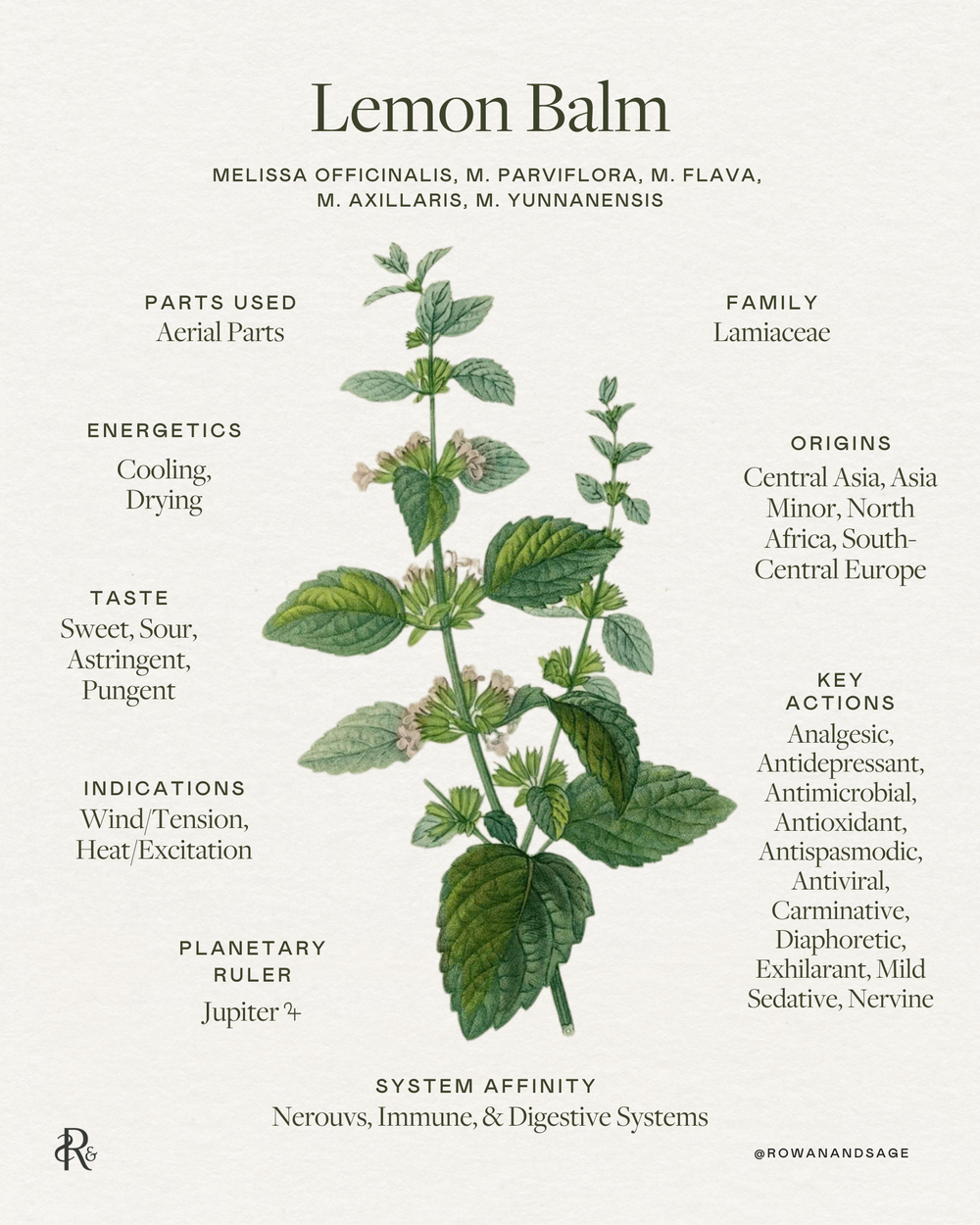 Lemon Balm: The Exhilarator of Heartaches — Rowan + Sage