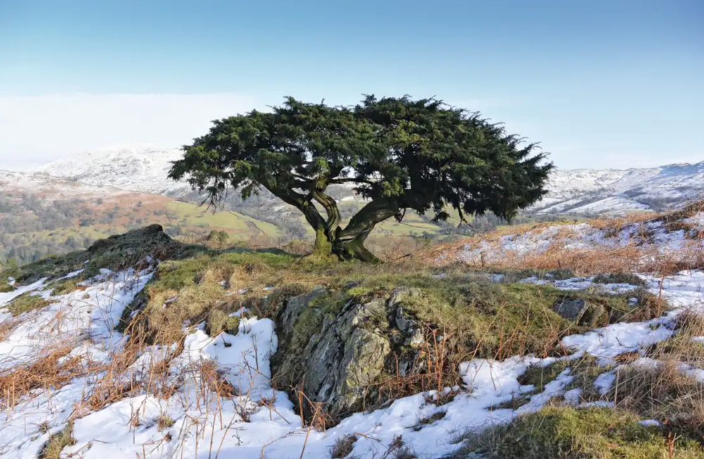 Juniper Medicine for Winter Solstice Season — Rowan + Sage