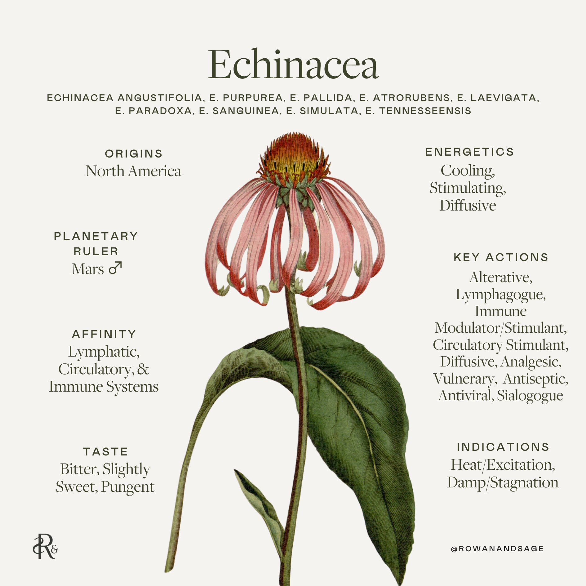 Echinacea: Not just for cold and flu season! — Rowan + Sage