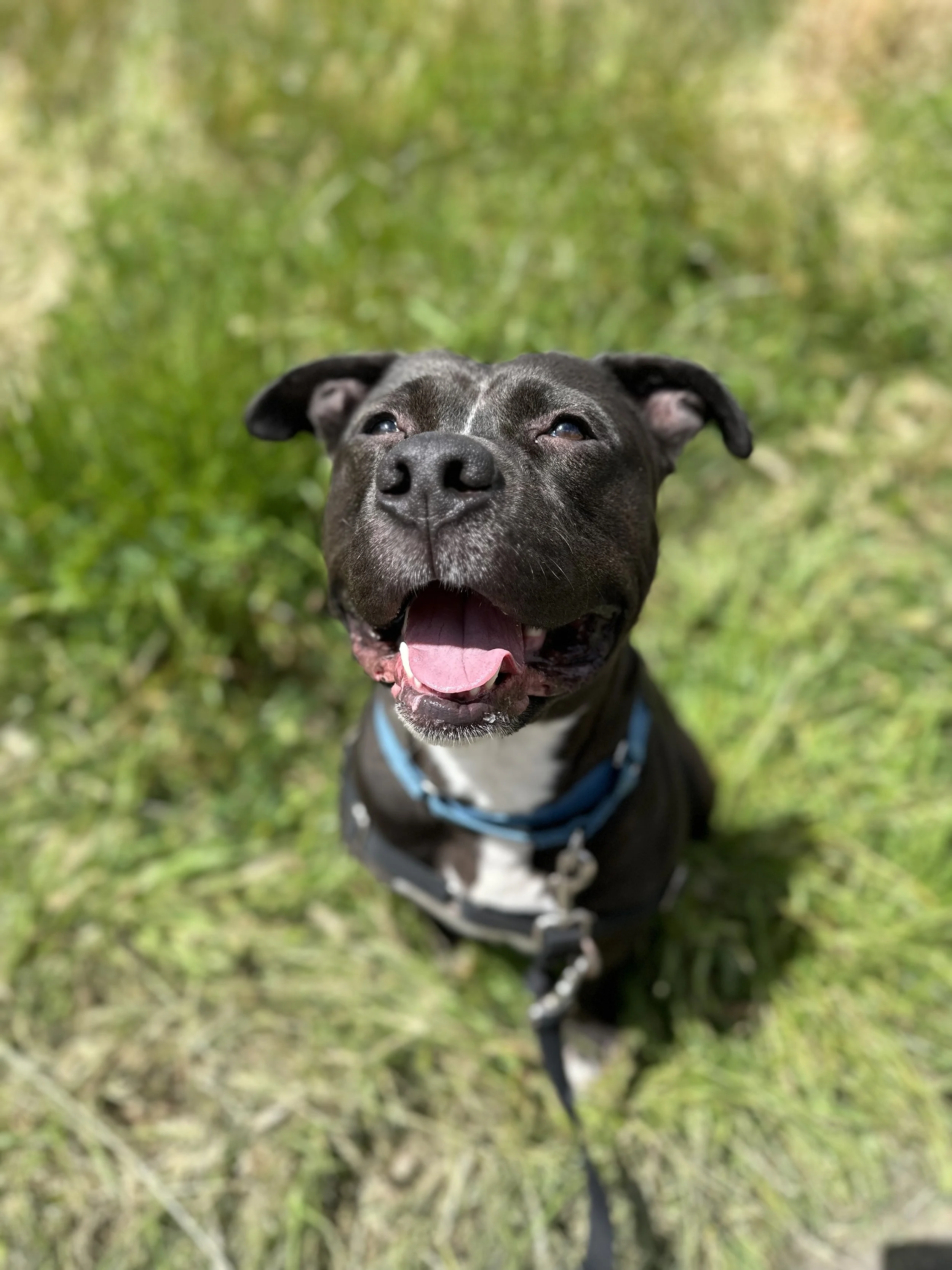 Adoptable Dogs — Friends of Berkeley Animal Care Services (FoBACS)