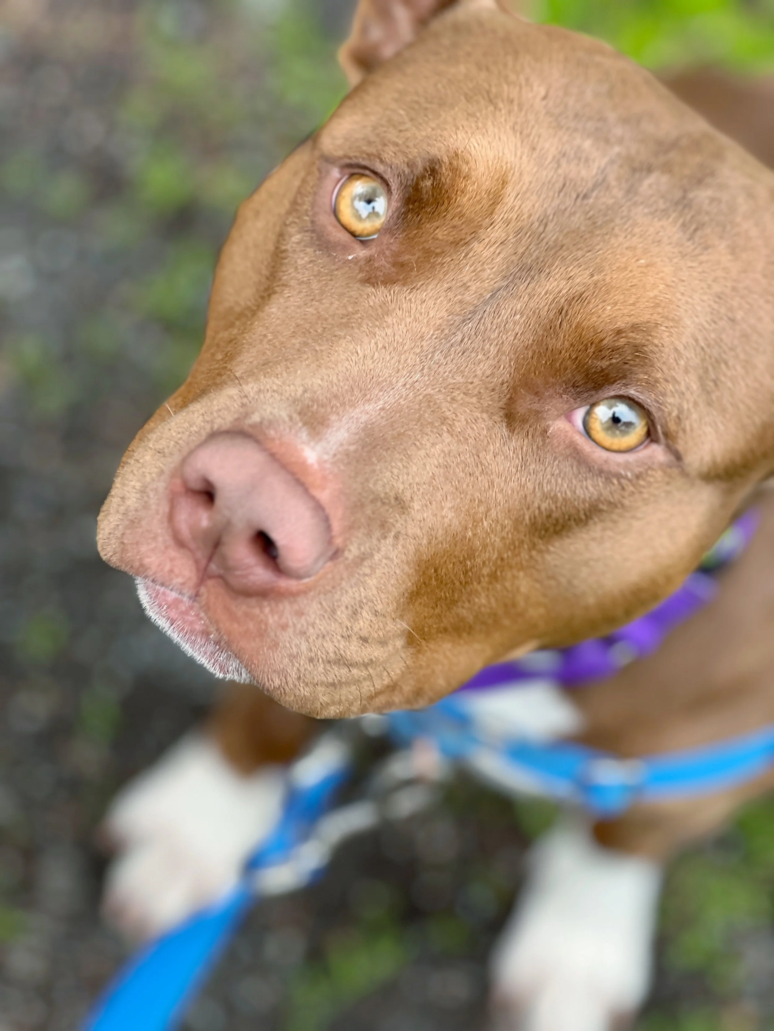 Adoptable Dogs — Friends of Berkeley Animal Care Services (FoBACS)