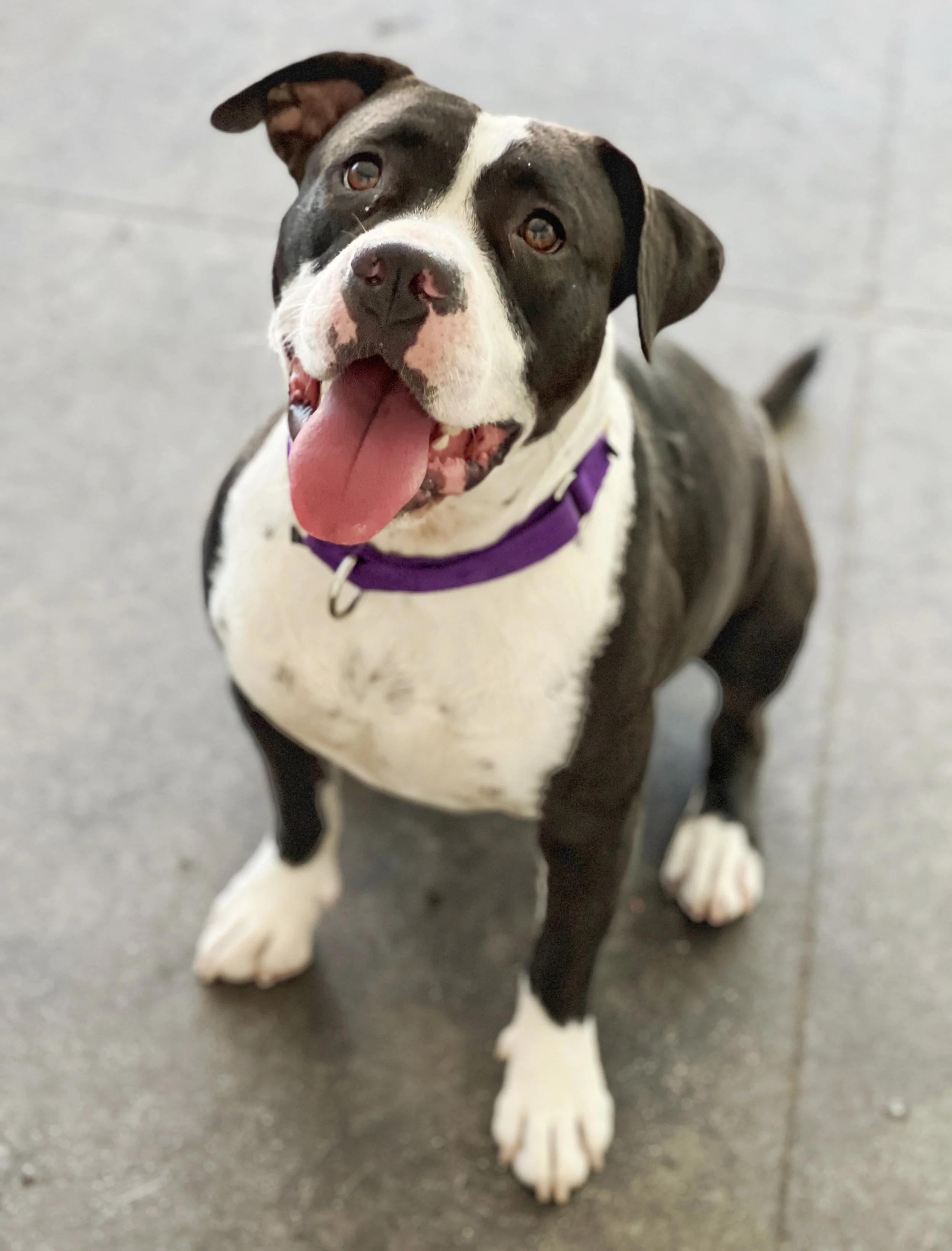 Adoptable Dogs — Friends of Berkeley Animal Care Services (FoBACS)