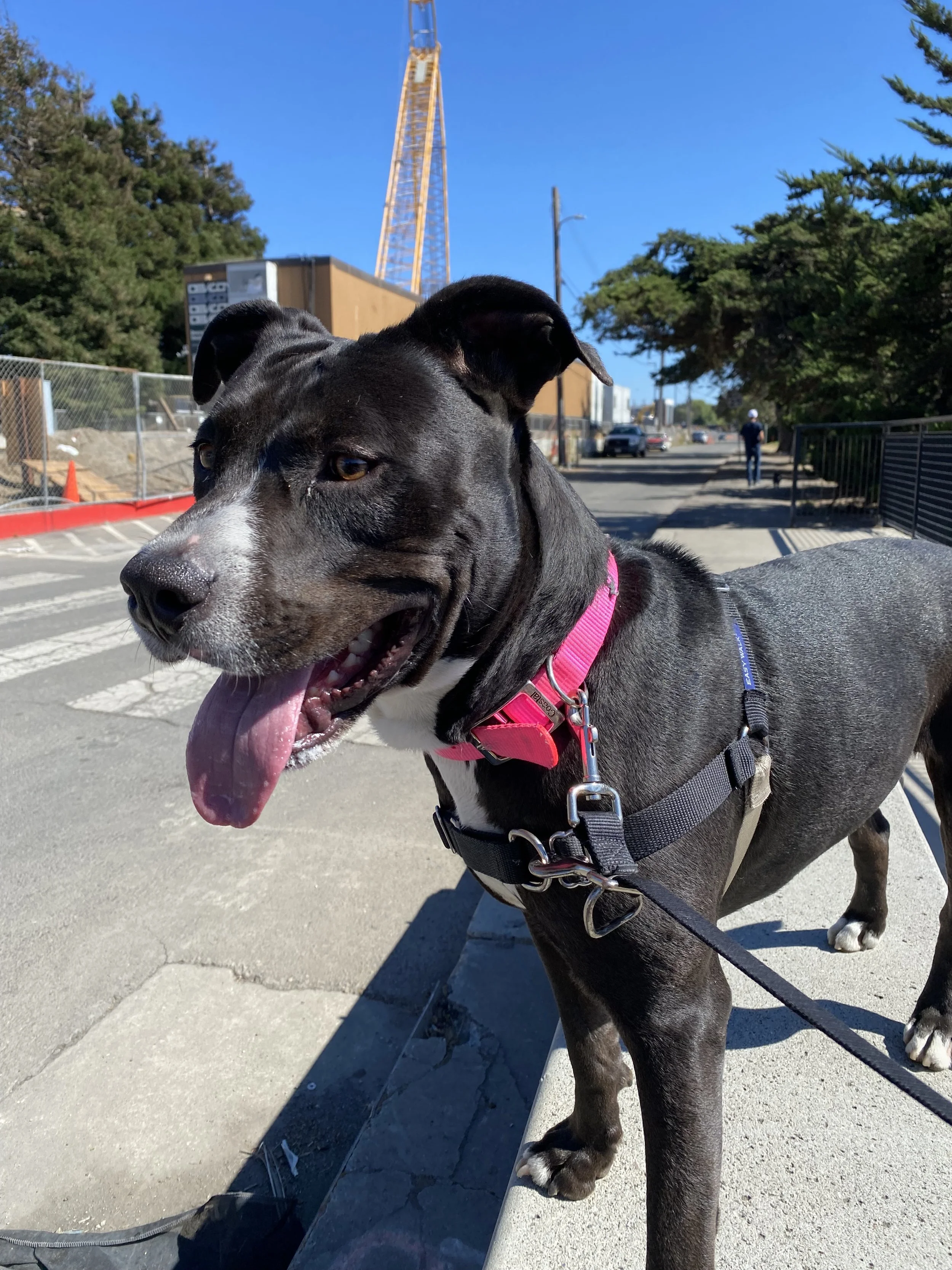 Adoptable Dogs — Friends of Berkeley Animal Care Services (FoBACS)