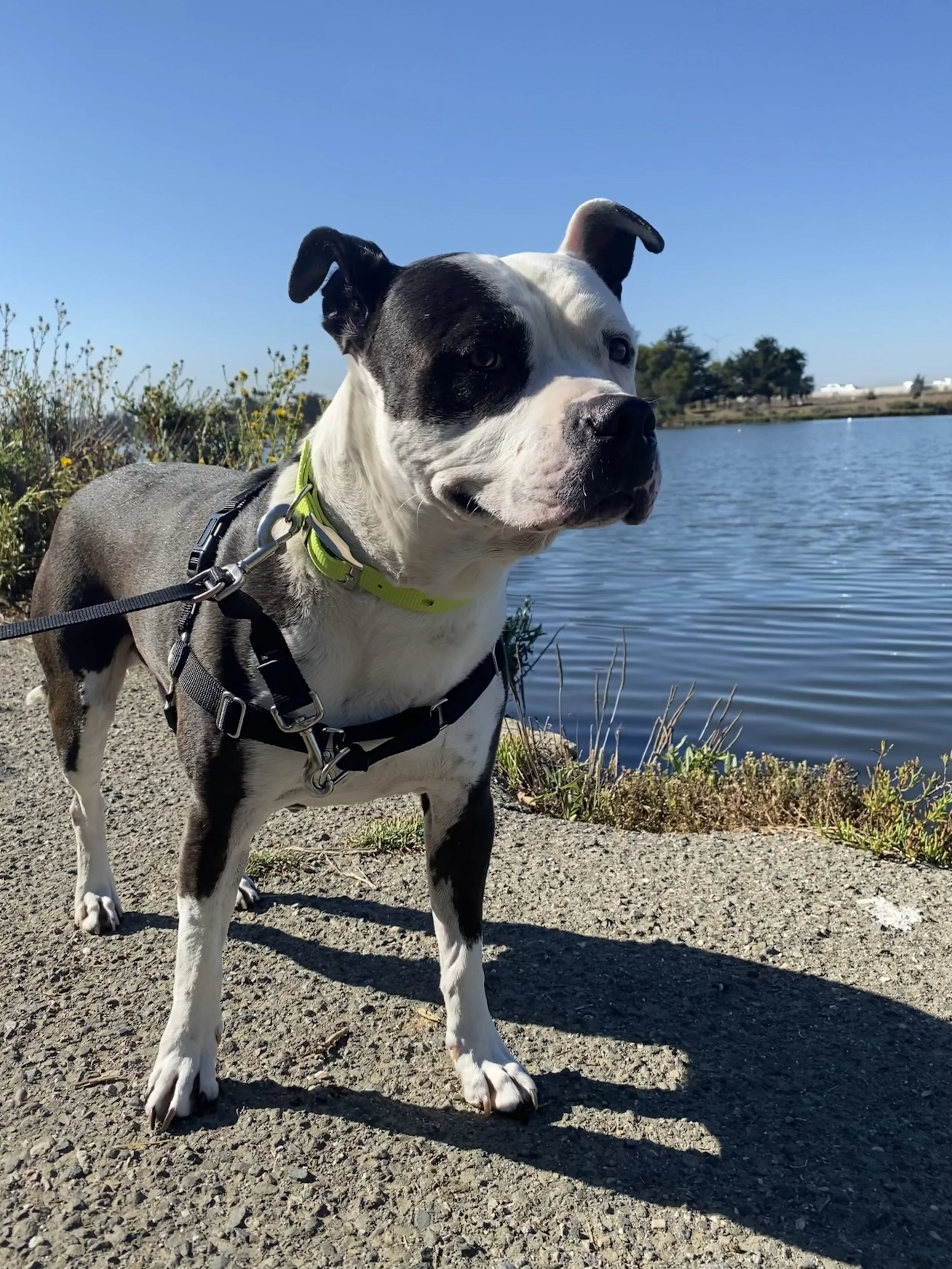 Adoptable Dogs — Friends of Berkeley Animal Care Services (FoBACS)